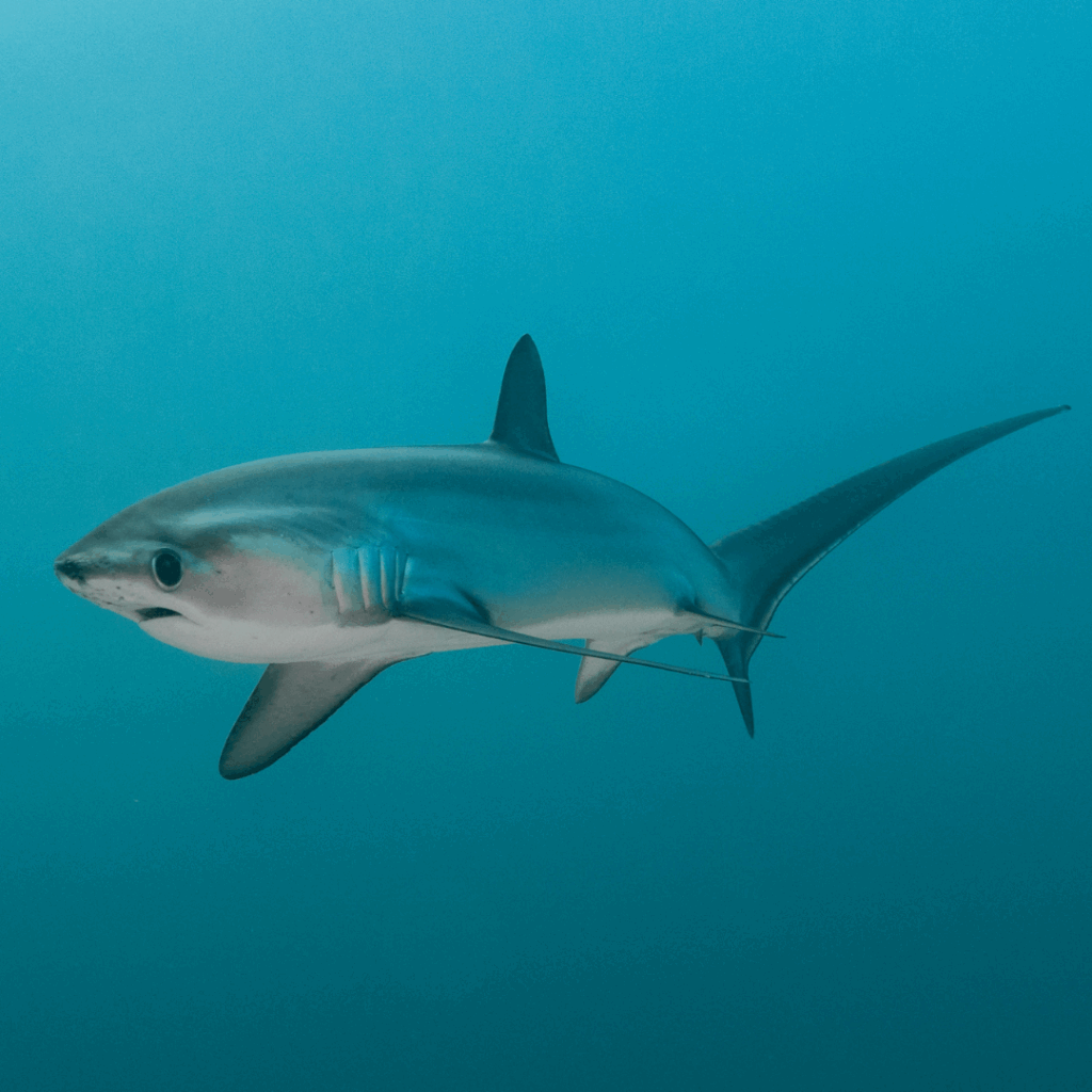 Thresher Shark - DivePoint Maldives